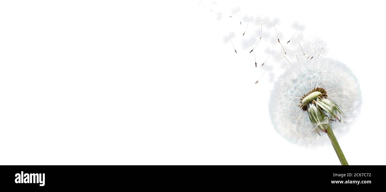 Beautiful dreamy spring with white background Stock Photo - Alamy