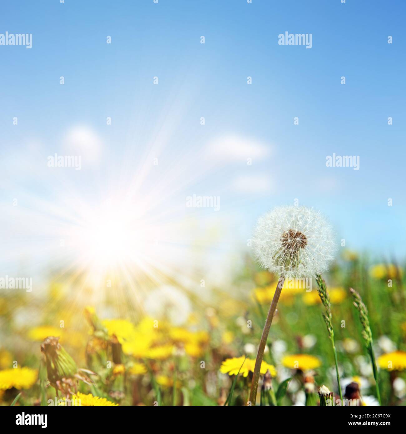 Beautiful dreamy spring nature background with dandelion Stock Photo ...