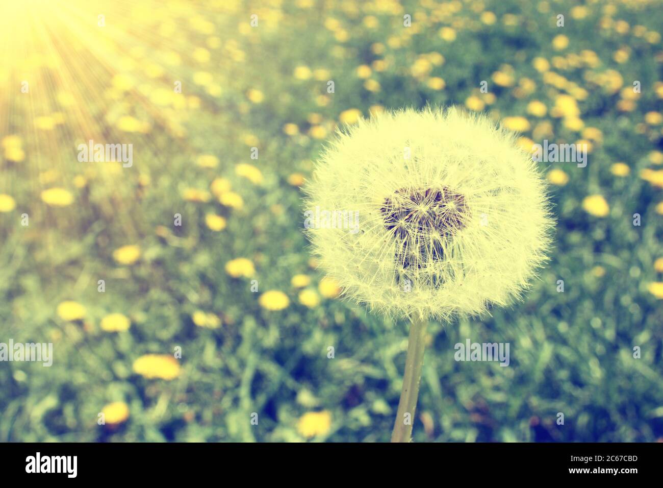 Beautiful dreamy spring nature background with dandelion Stock Photo ...