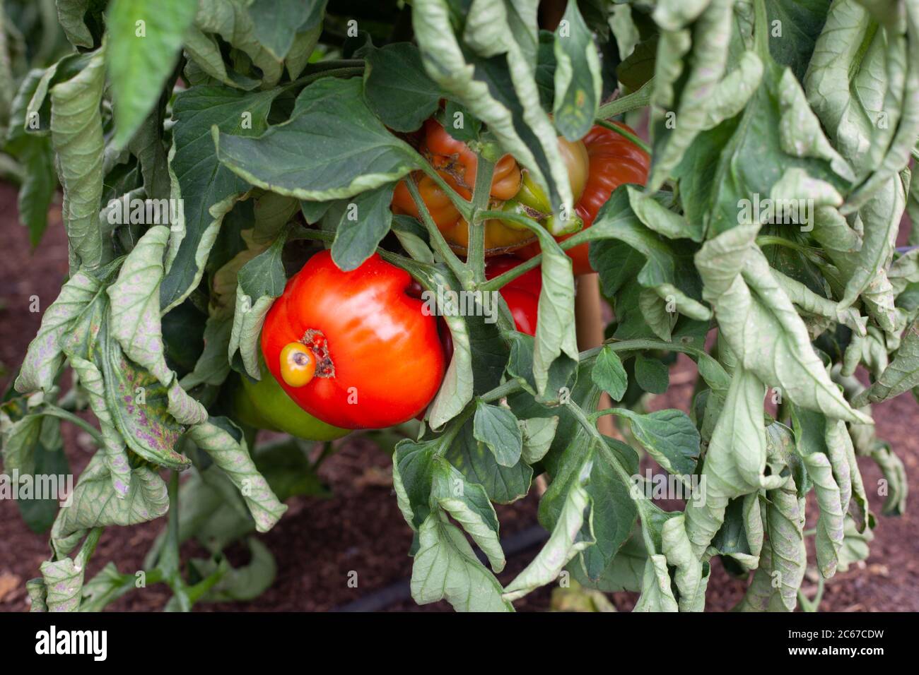 Beefsteak tomato knockout hi-res stock photography and images - Alamy