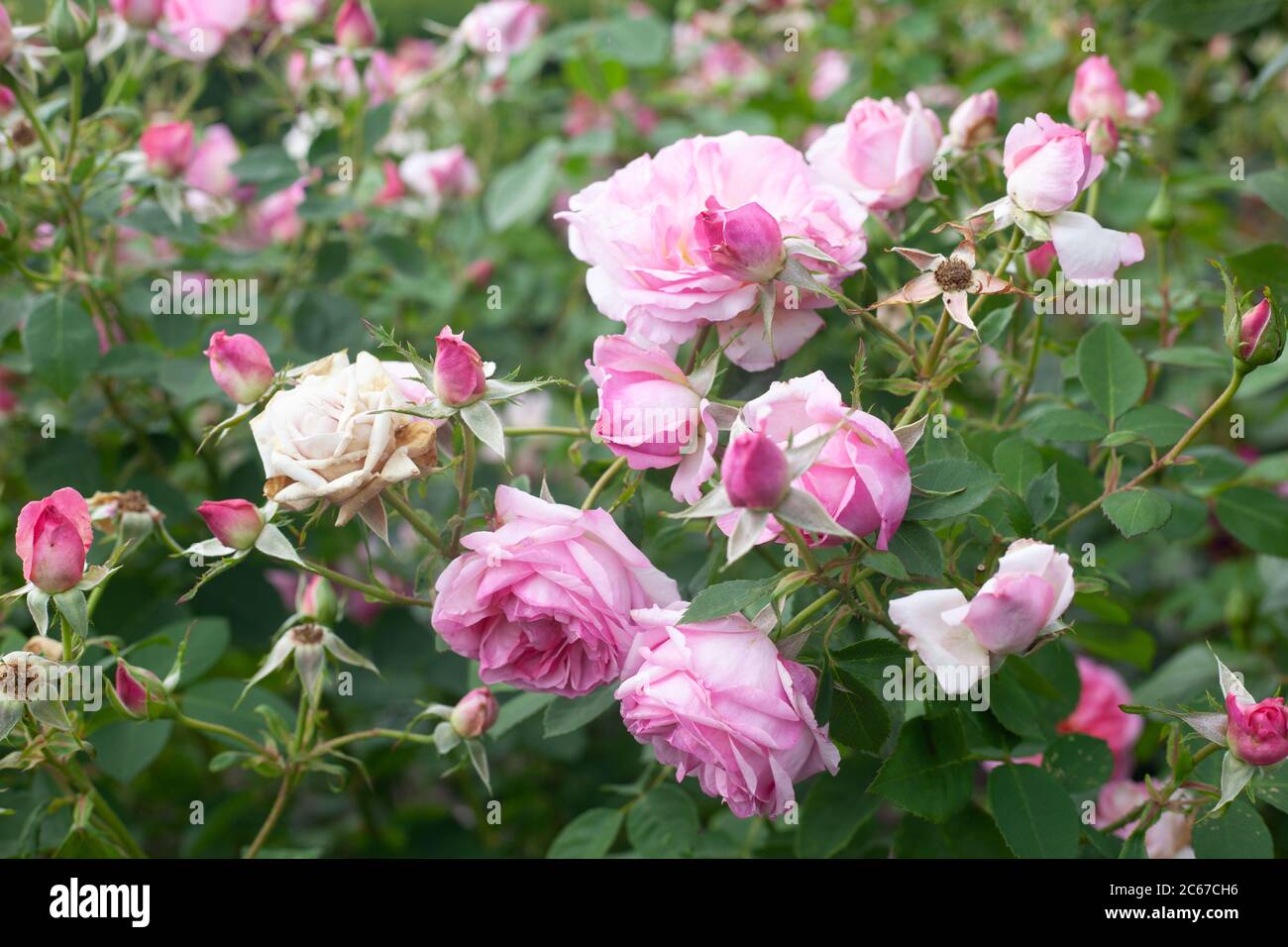 British Rose Gardens - A View of the Mortimer Sackler Rose in full ...