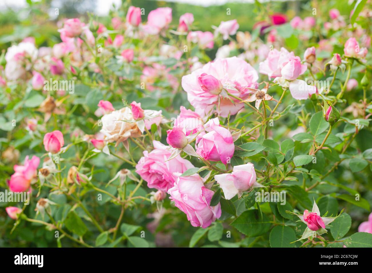 British Rose Gardens - A View of the Mortimer Sackler Rose in full ...