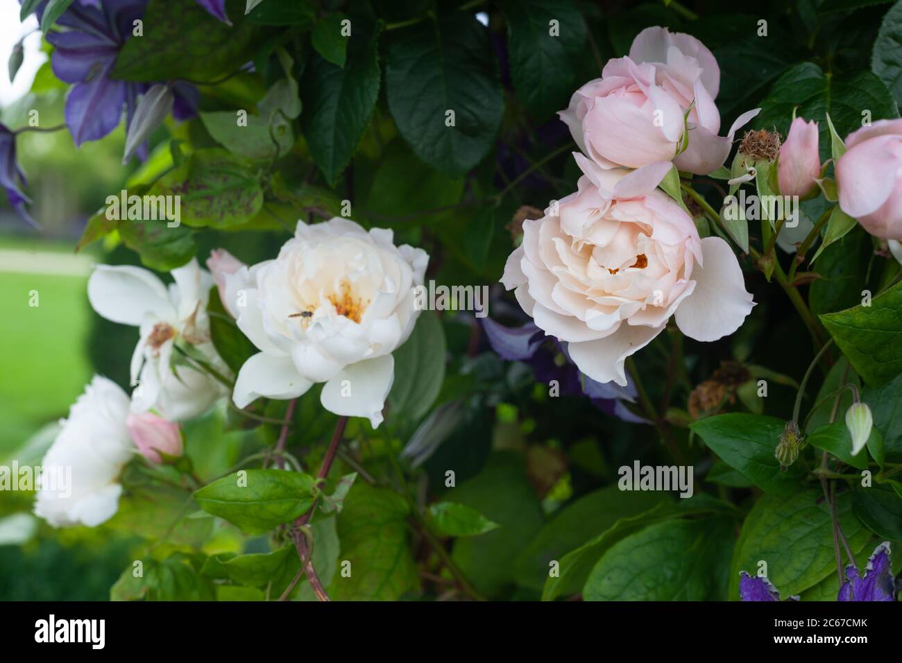 Britain's Gardens - View of A Shropshire Lad Rose Stock Photo - Alamy