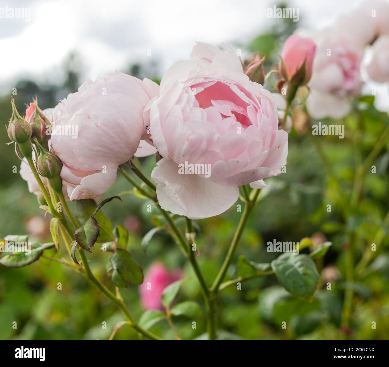 Rose Gardening - A view of The Generous Gardener Rose Stock Photo - Alamy