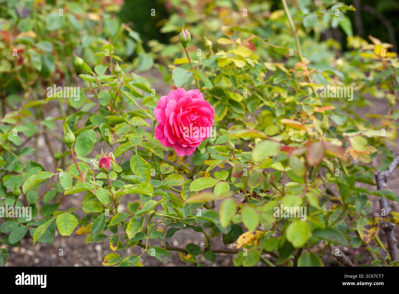 Pruning english rose sir john betjeman hi-res stock photography and ...