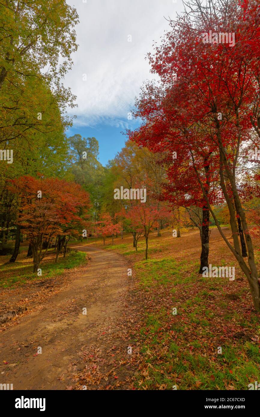 Red and orange autumn colored trees Stock Photo - Alamy
