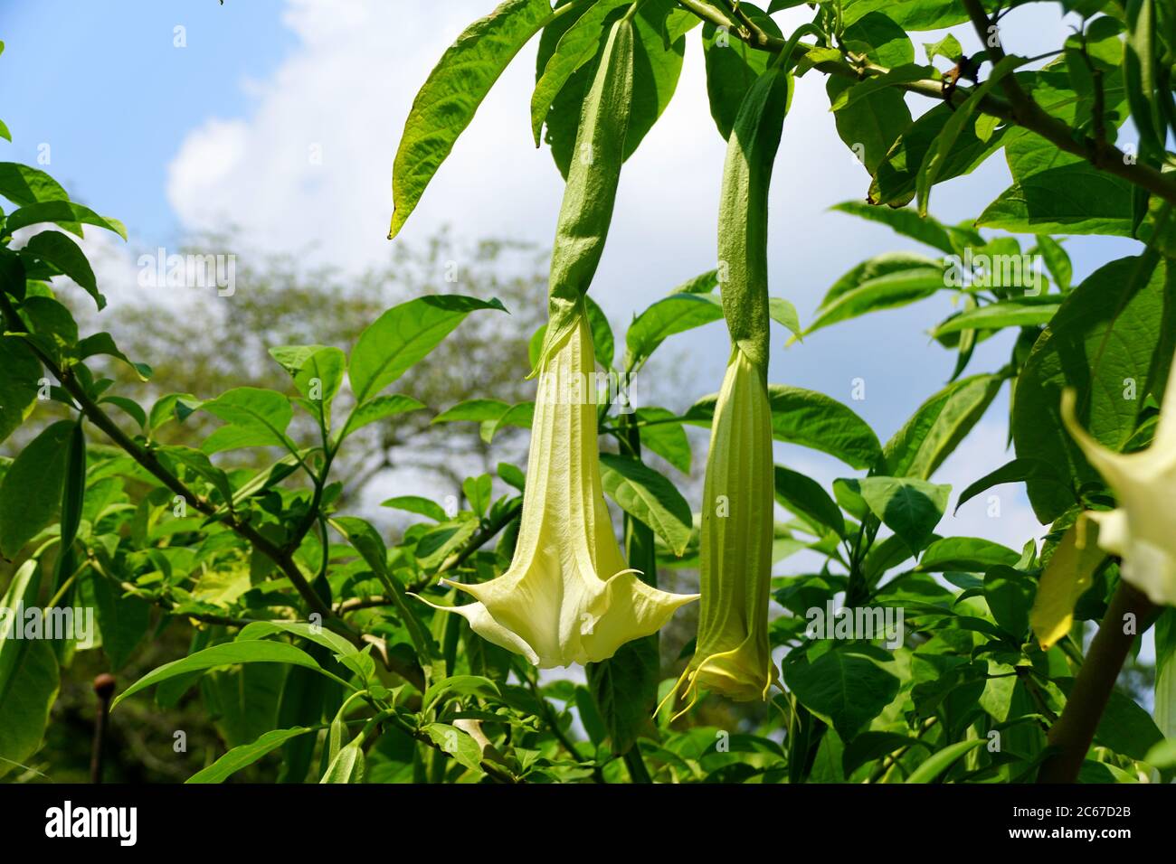 Large white Angel Trumpet flower at full bloom Stock Photo - Alamy