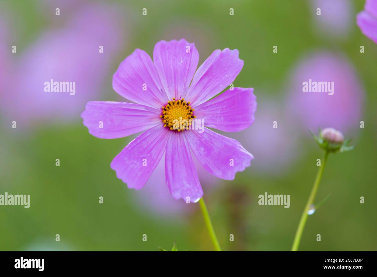 Single pink cosmos flower hi-res stock photography and images - Alamy