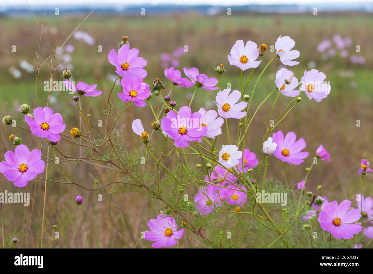 Cosmos flowers dark purple hi-res stock photography and images - Alamy