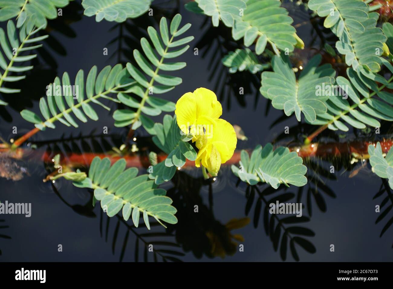 Bright yellow Neptunia flower, water plant from a bean family Stock ...