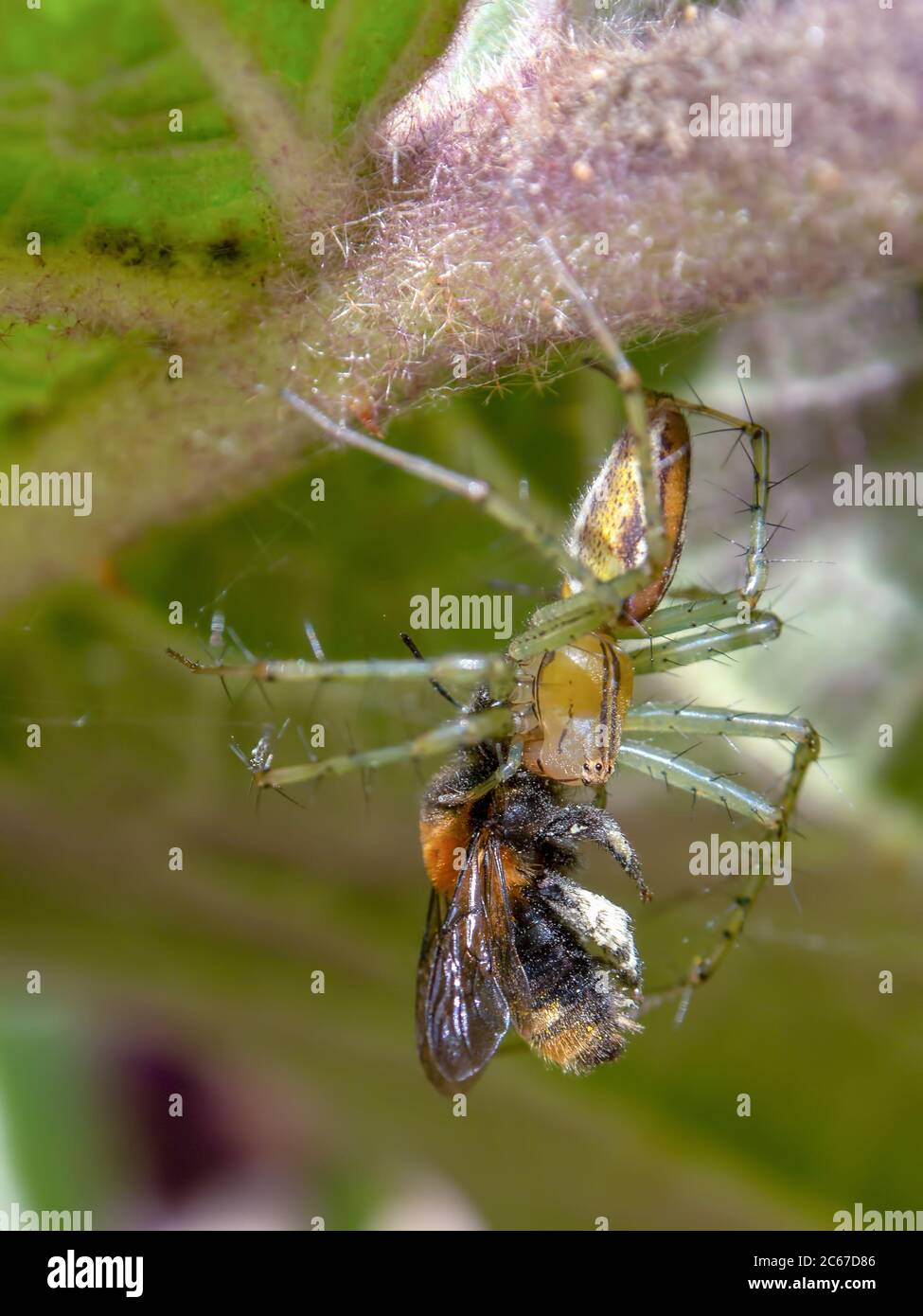 Macro photography of a garden spider with an insect on its fangs ...