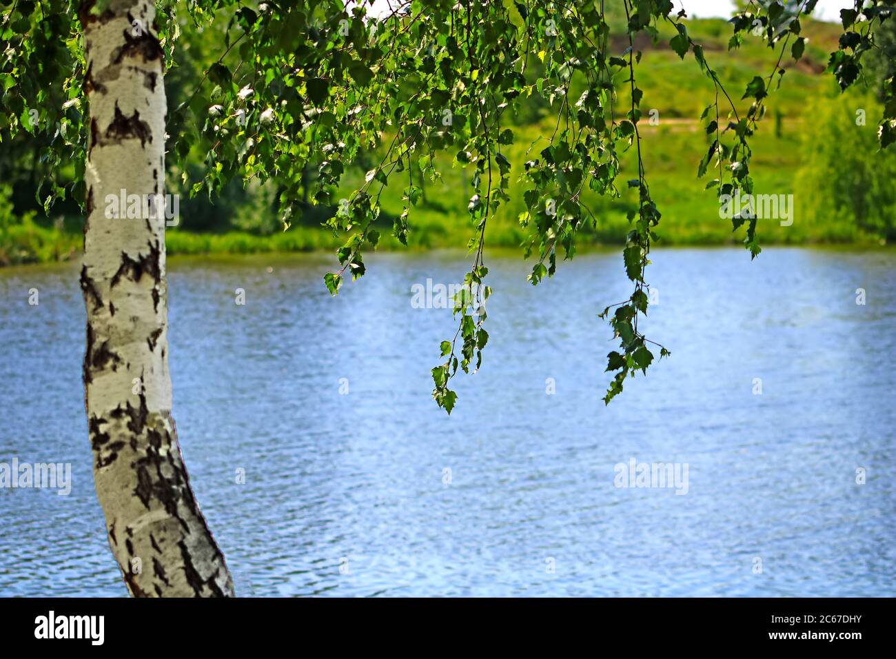 Birch tree with green foliage near lake in the spring Stock Photo - Alamy