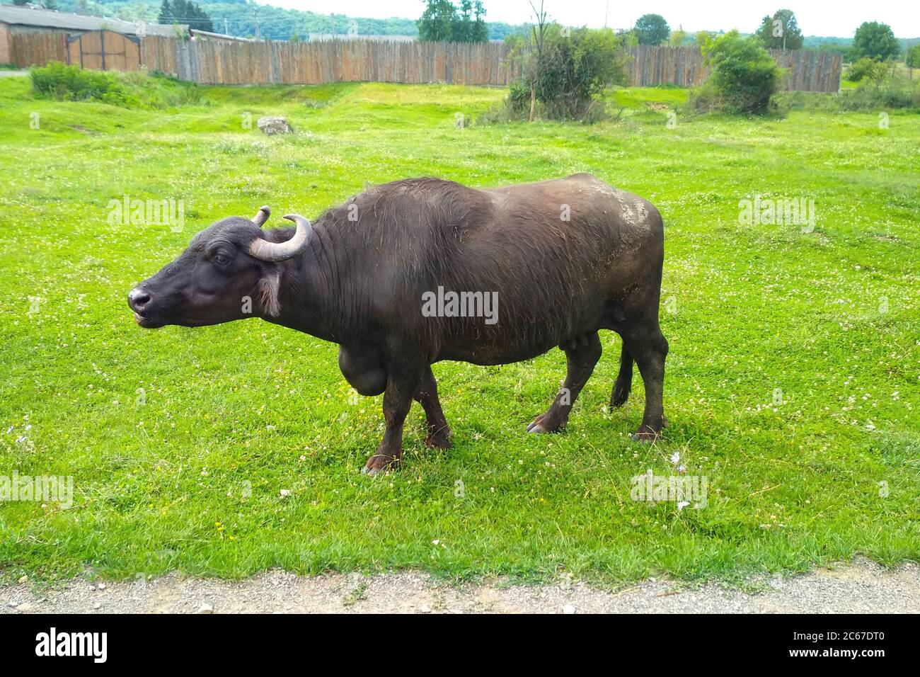 Moo cow hi-res stock photography and images - Alamy