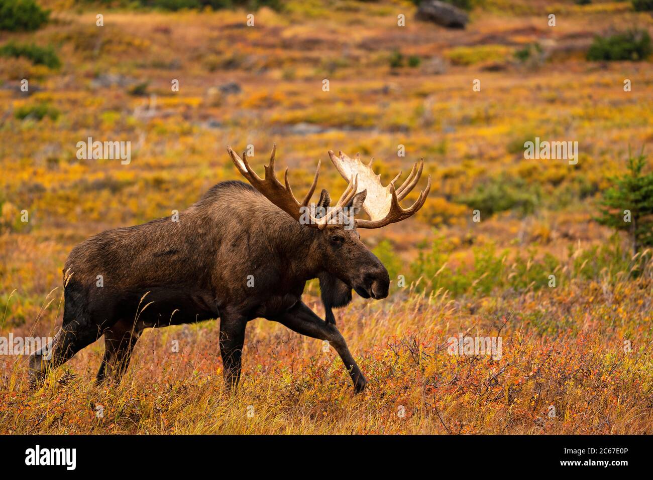 Wildlife of alaska hi-res stock photography and images - Alamy