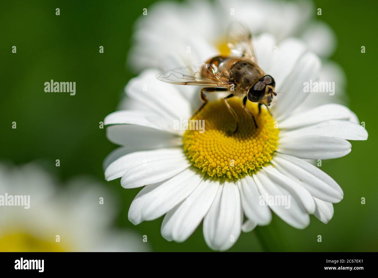 Mimic insects hi-res stock photography and images - Alamy