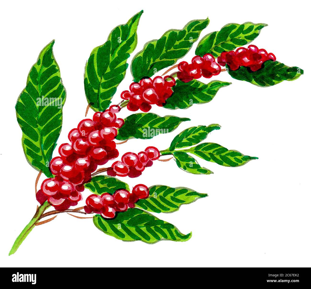 Berry ink hi-res stock photography and images - Alamy