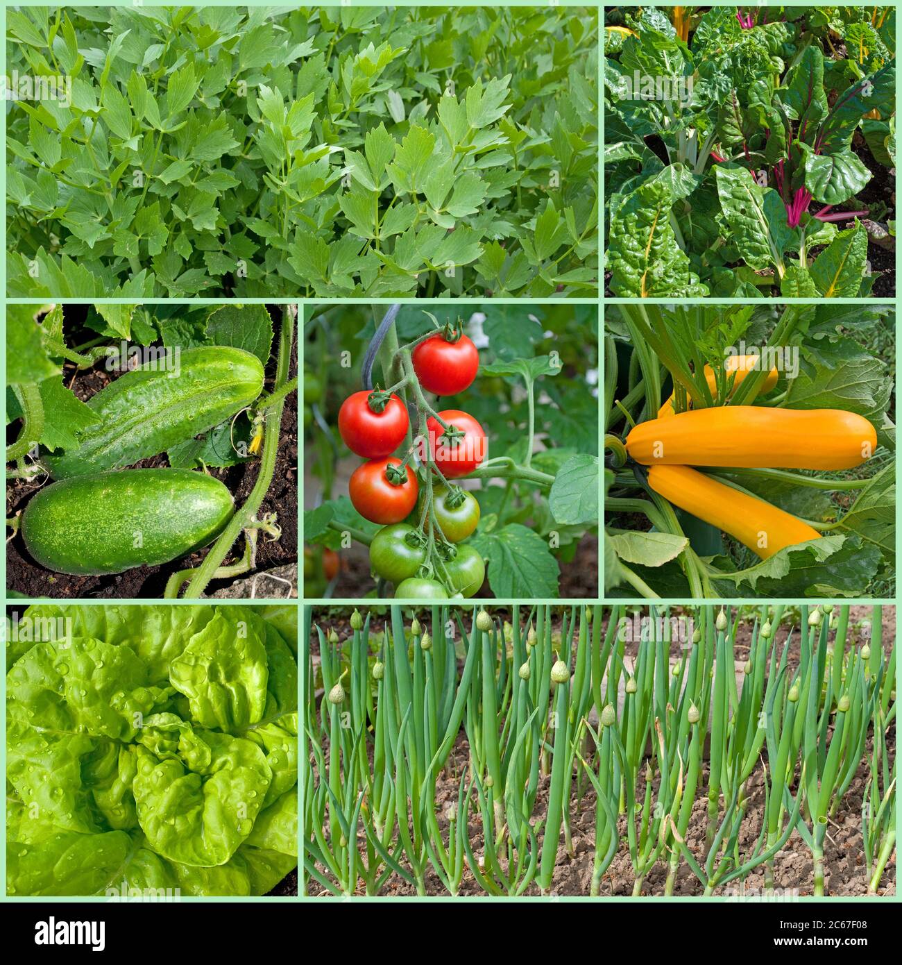Different Types Of Vegetable Plants | atelier-yuwa.ciao.jp Different Types Of Vegetable Plants | atelier-yuwa.ciao.jp