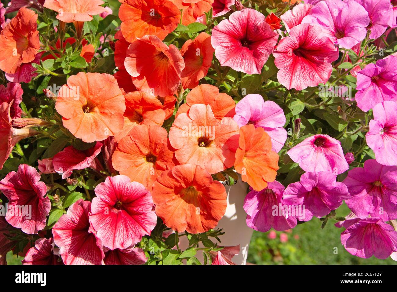 Flowering petunias in different colors Stock Photo - Alamy