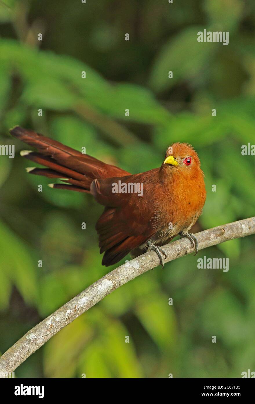 Coccycua sp hi-res stock photography and images - Alamy