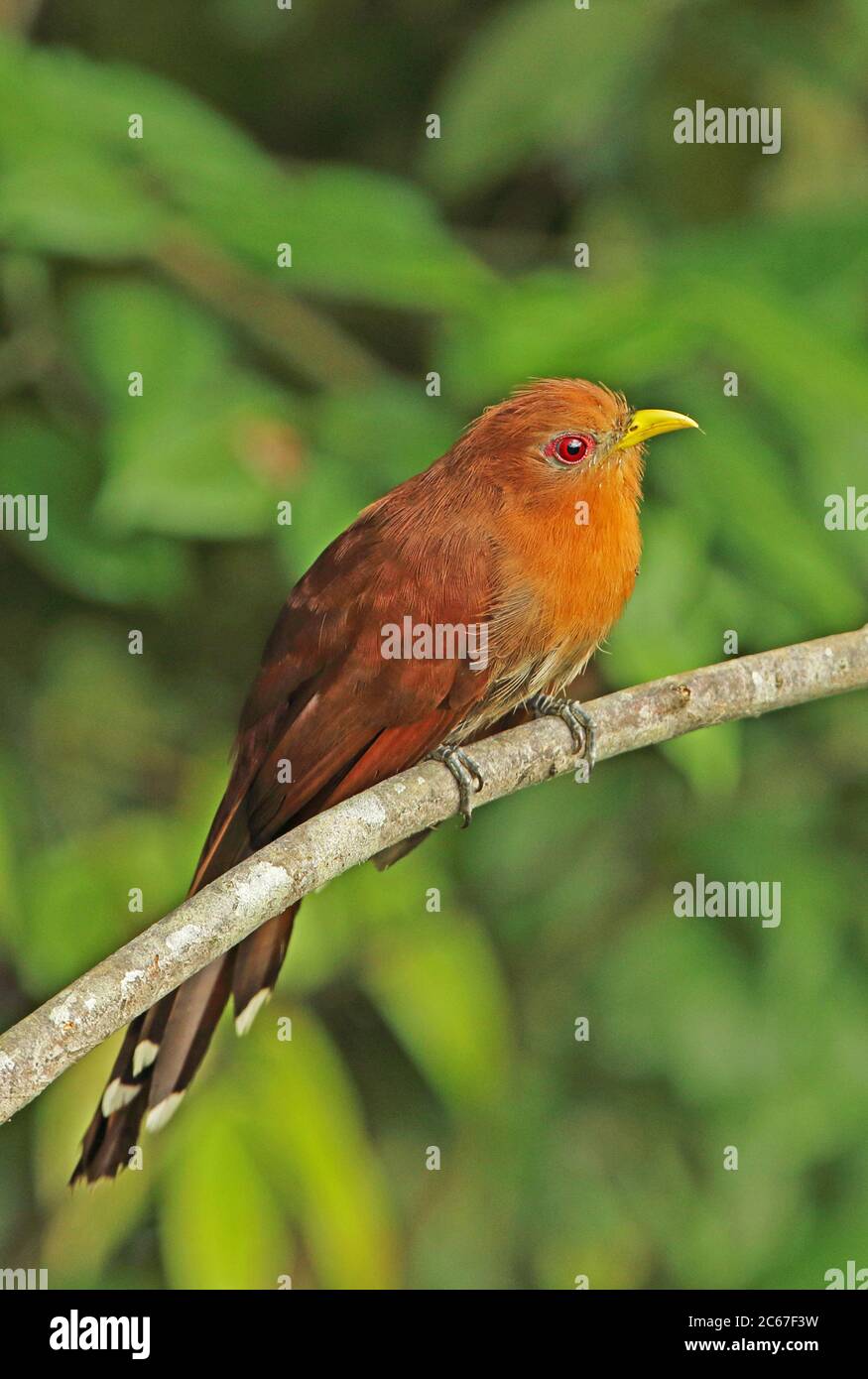 Coccycua sp hi-res stock photography and images - Alamy