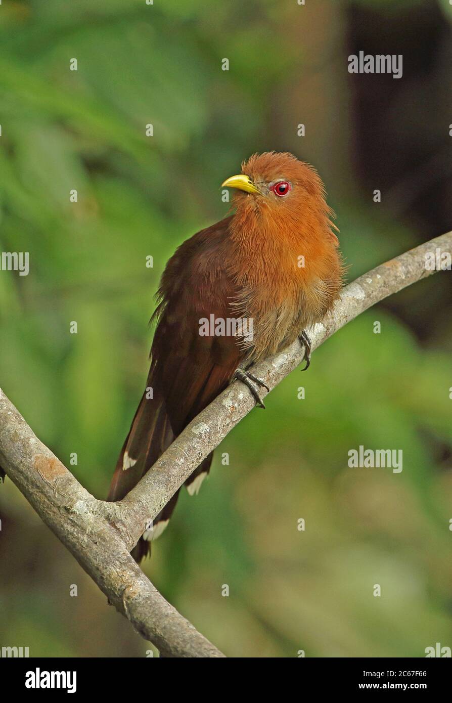 Little Cuckoo Coccycua Minuta High Resolution Stock Photography and ...