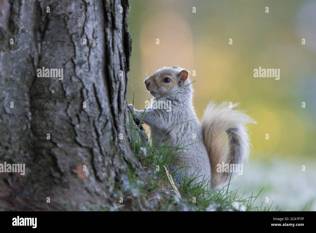 eastern gray squirrel (Sciurus carolinensis) white form Stock Photo - Alamy
