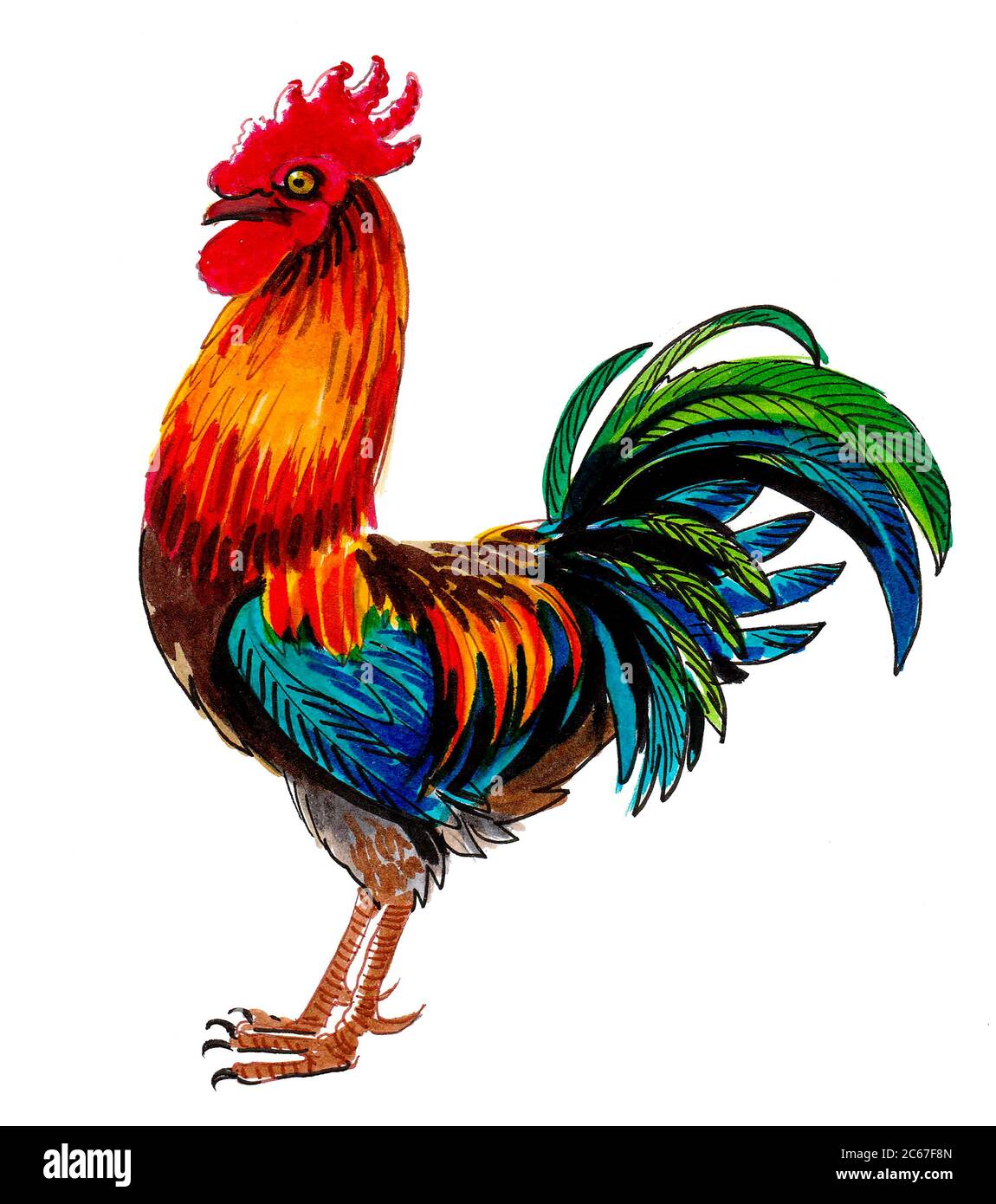 Colorful standing rooster. Ink and watercolor drawing Stock Photo - Alamy