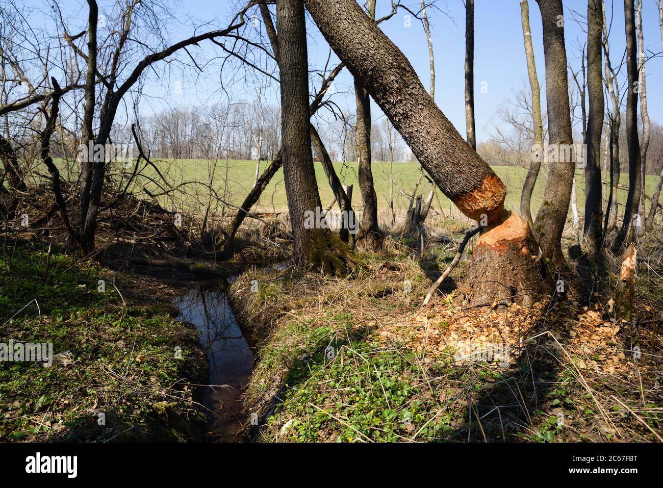 Countryside landscape. Fallen tree over small brook with beaver biting ...