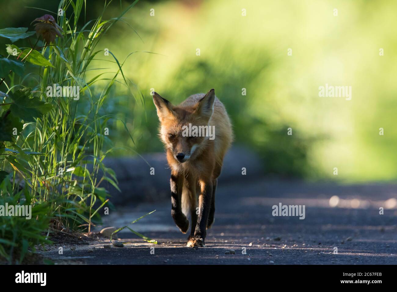 Red fox hunting in the morning light Stock Photo - Alamy
