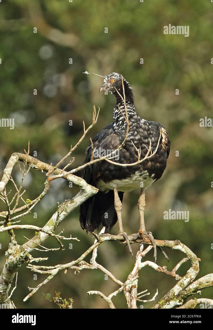 Horned screamer bird hi-res stock photography and images - Alamy