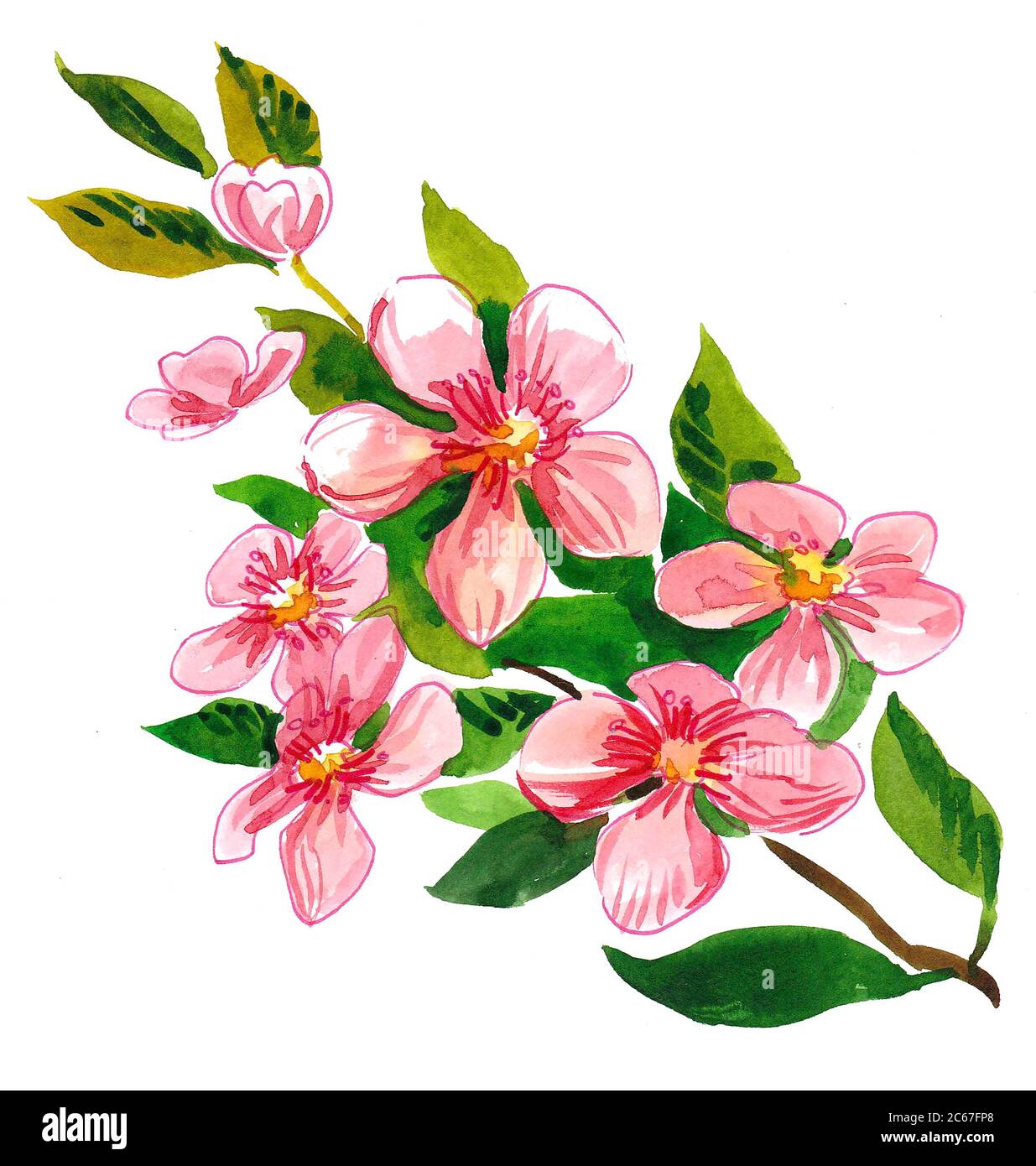 Colorful blossoming apple tree. Watercolor painting Stock Photo - Alamy