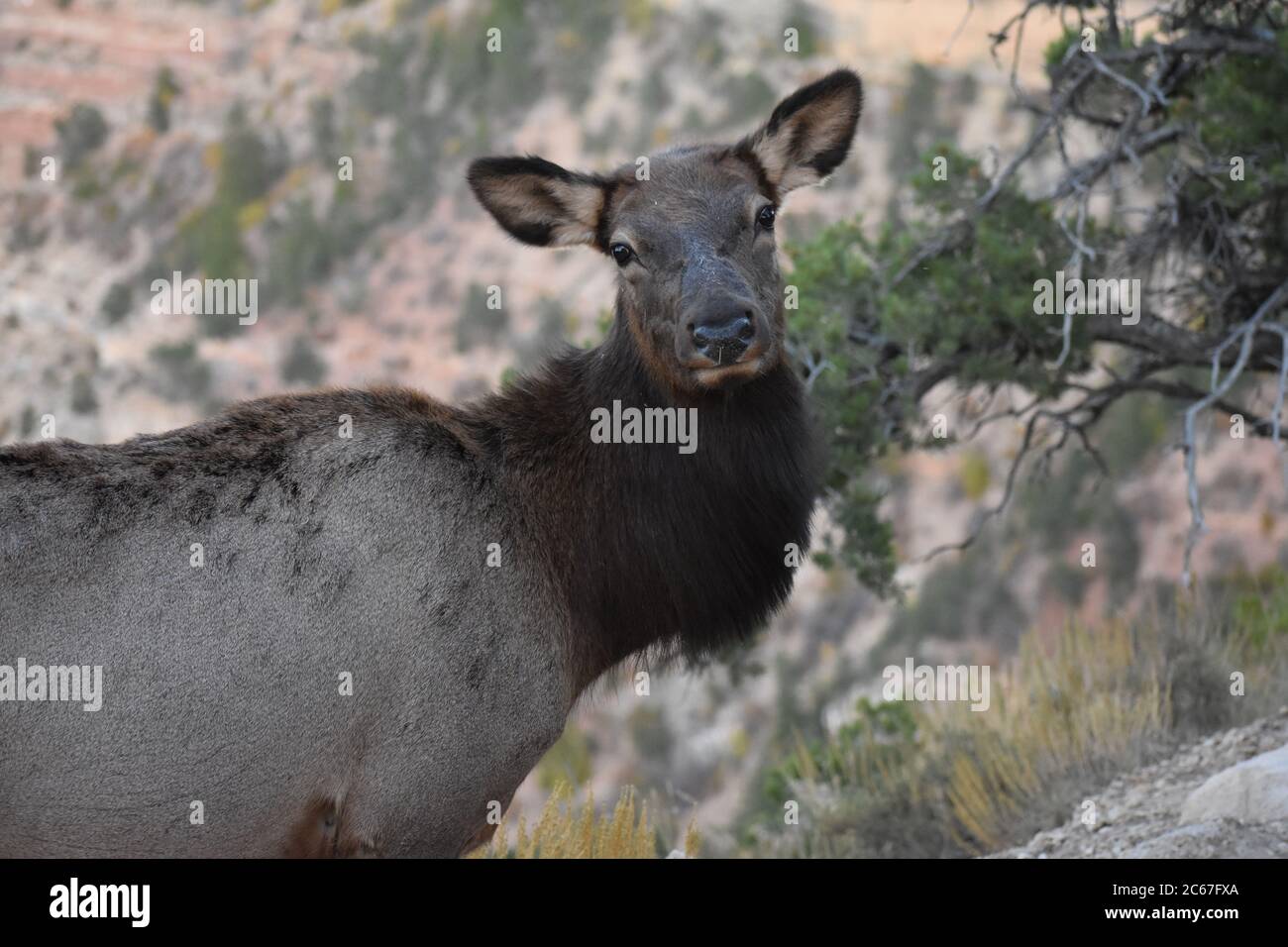 An Elk (Cervus canadensis) is looking at the camera on the rim trail ...