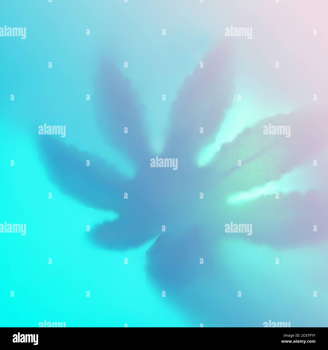 Bright color shadow of leaf marijuana on trendy blue blurred background ...