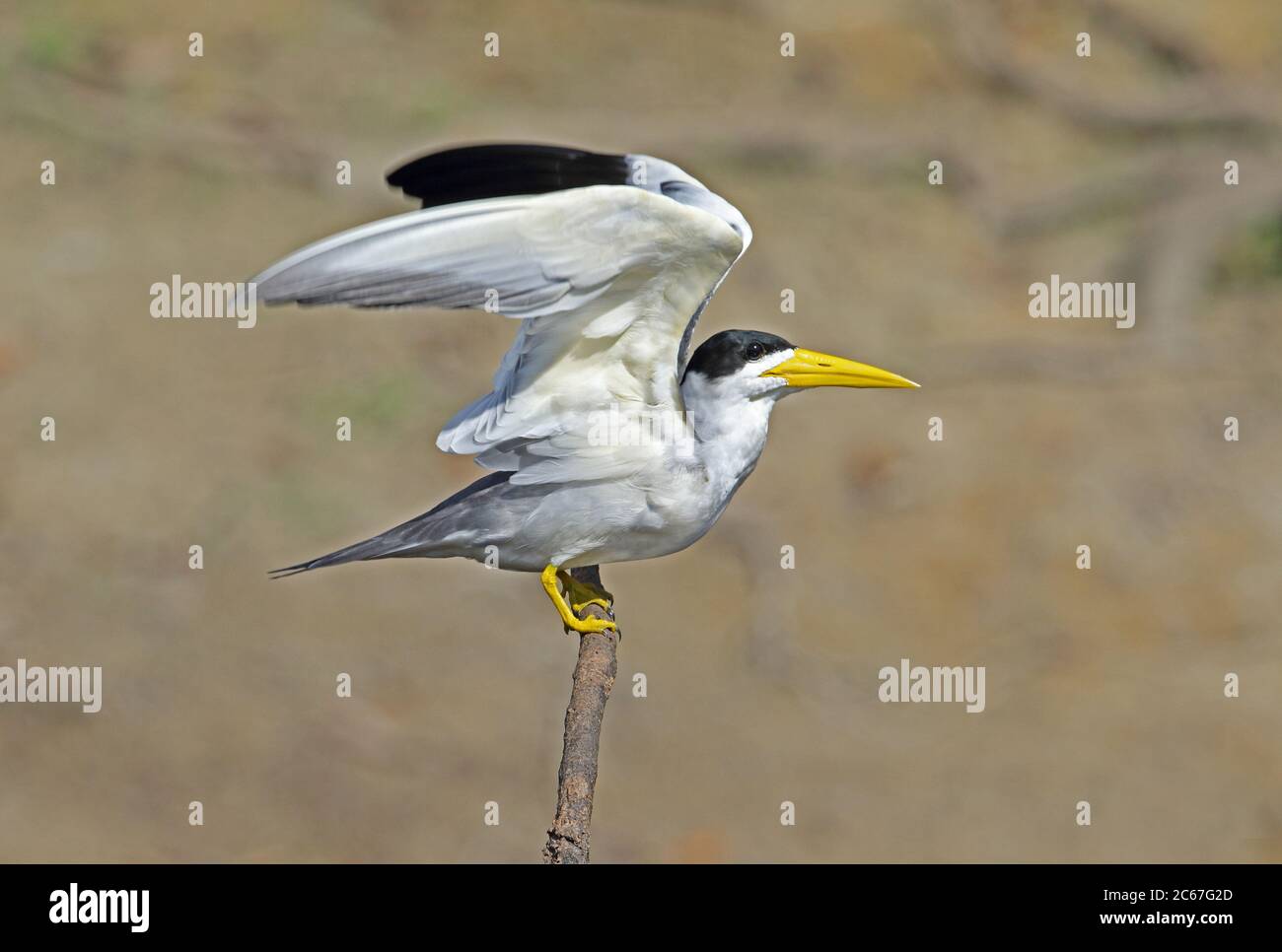 Large-billed Tern (Phaetusa simplex simplex) adult taking off from ...