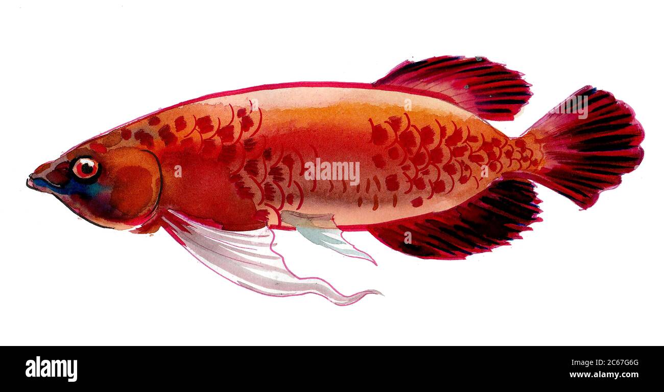 Tropical fish. Ink and watercolor drawing Stock Photo - Alamy