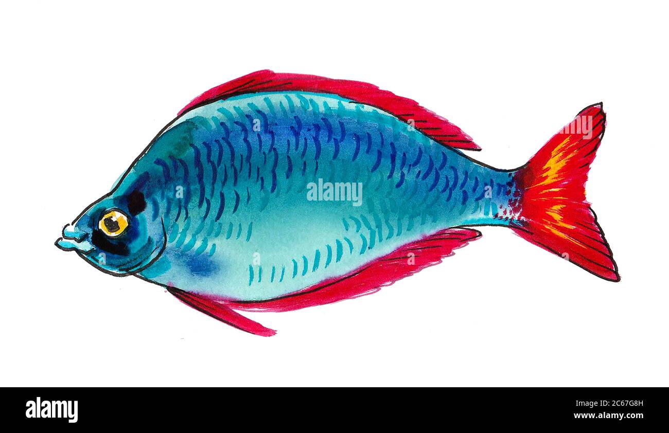 Beautiful coral tropical fish. Ink and watercolor drawing Stock Photo ...
