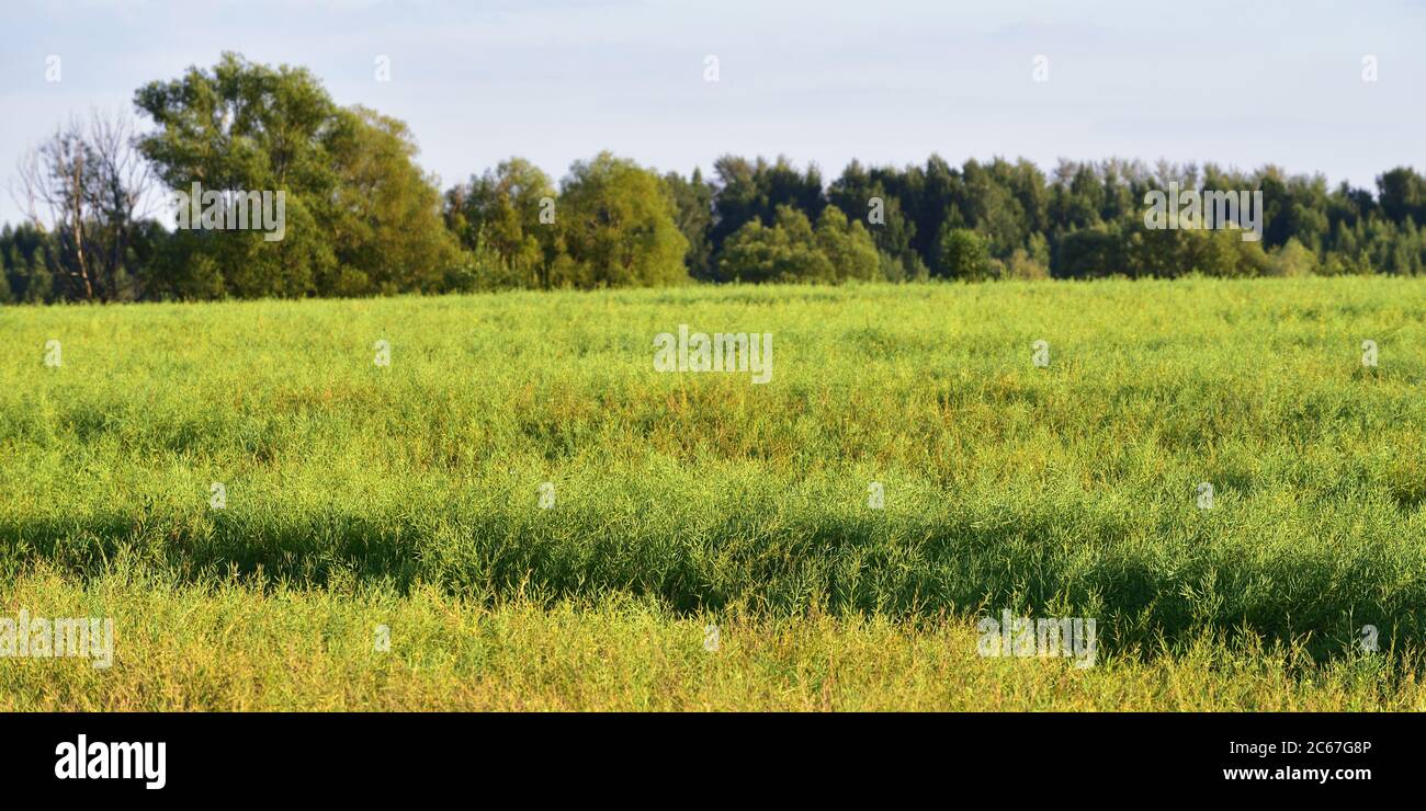 Beautiful russian landscape at sunset. Flooded meadows with wildflowers ...
