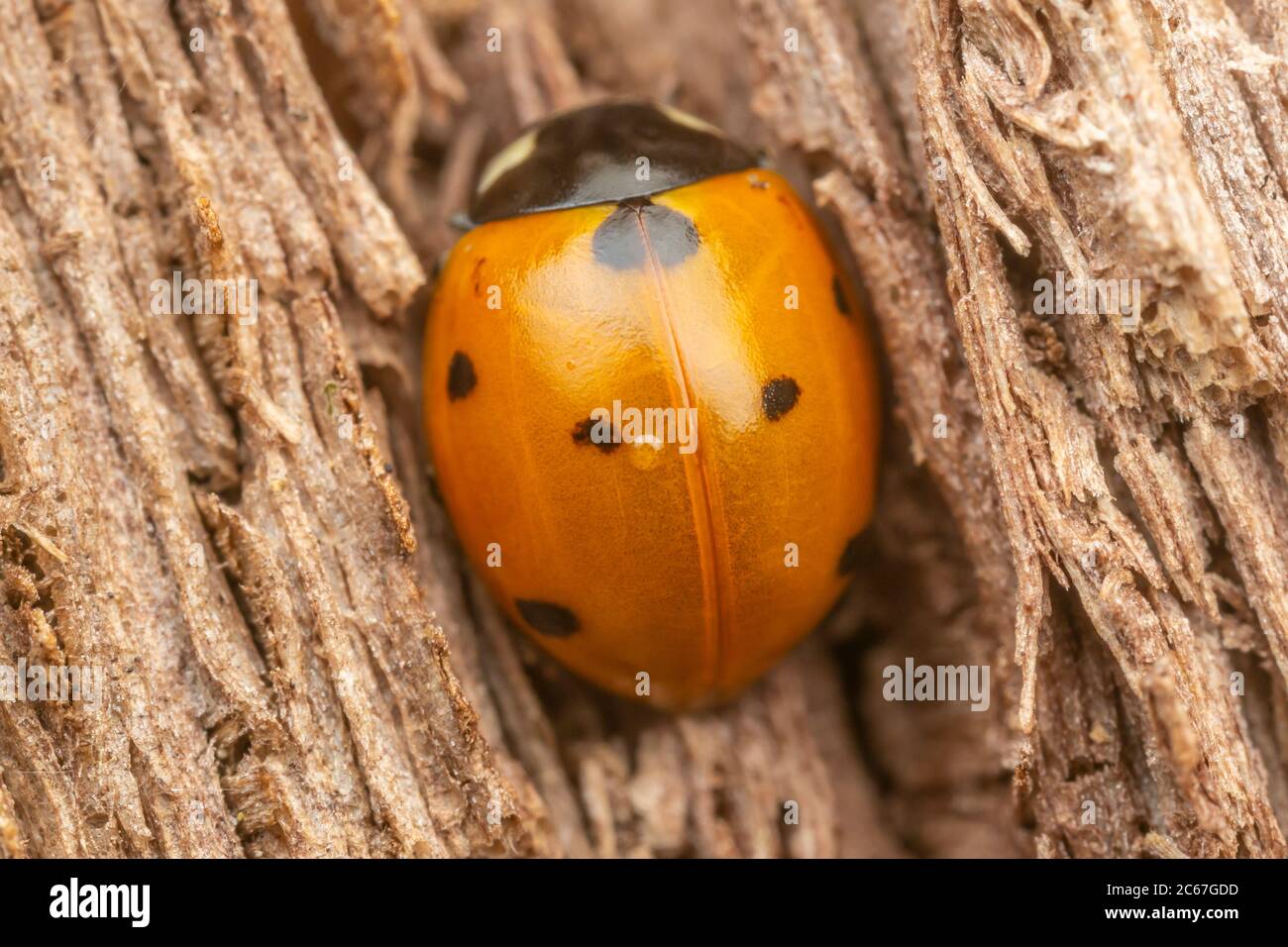 Seven-spotted Lady Beetle (Coccinella septempunctata Stock Photo - Alamy