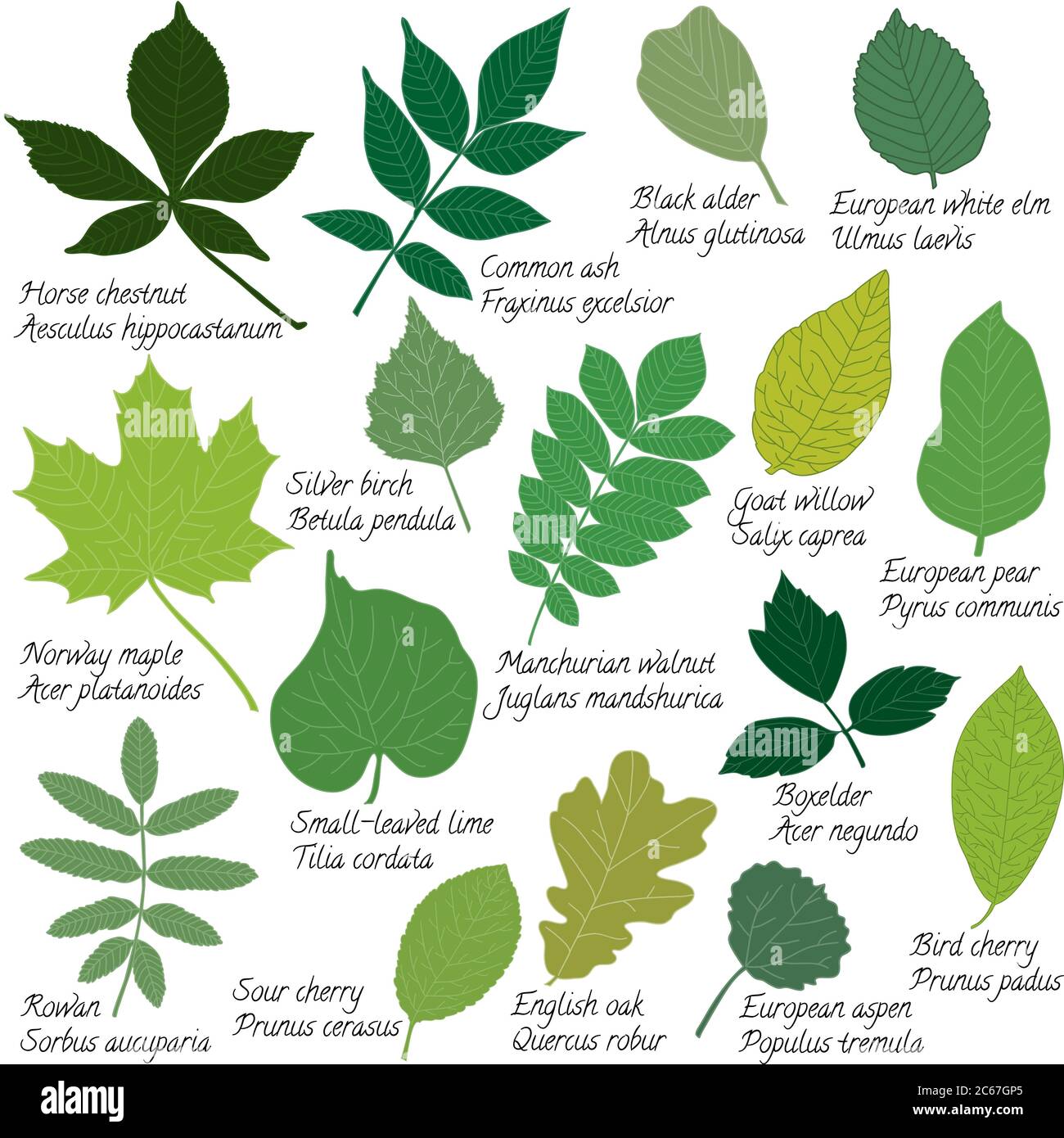 Collection of different leaves isolated on white Stock Vector Image ...