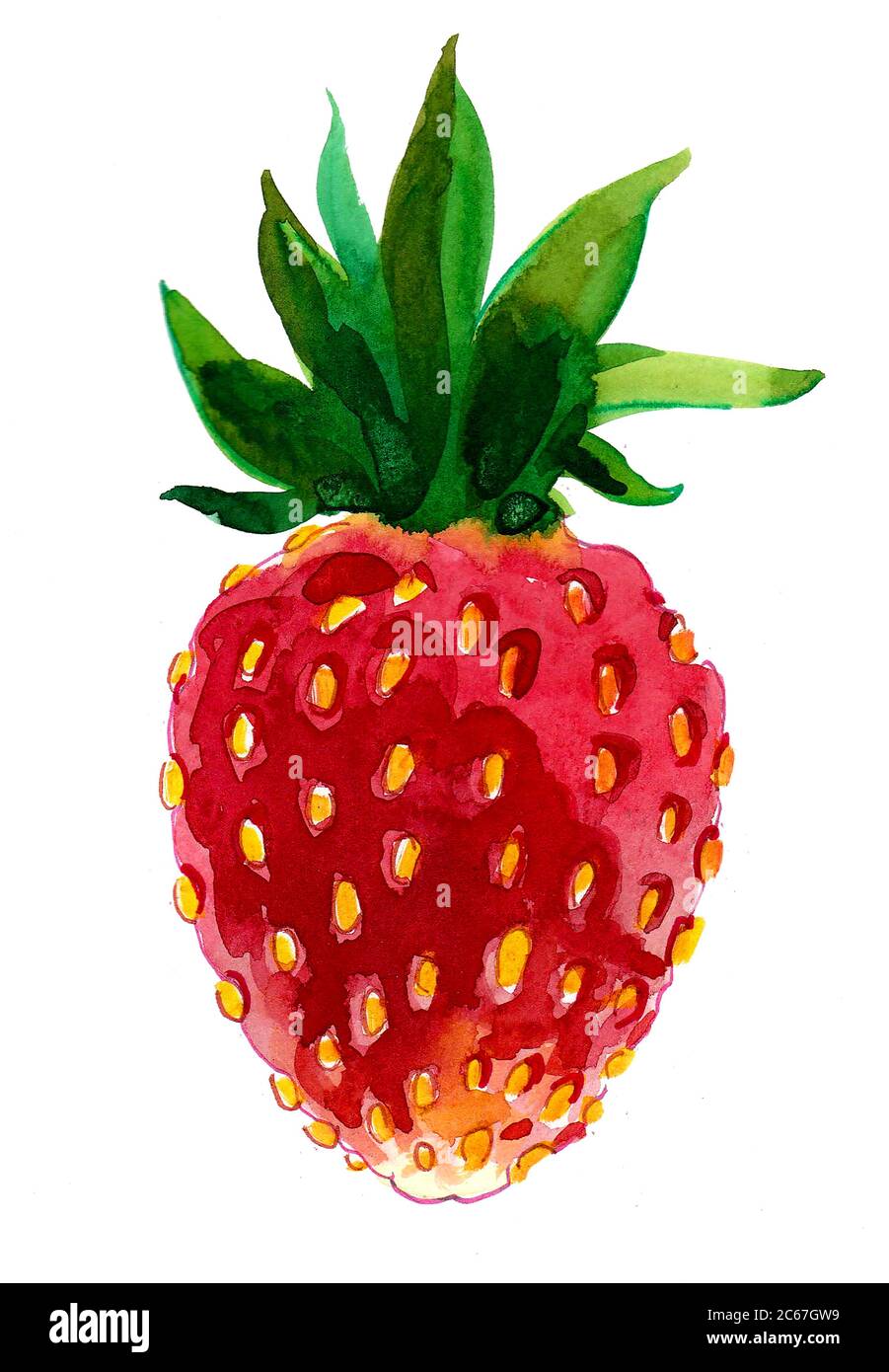 Strawberry fruit. Ink and watercolor painting Stock Photo - Alamy