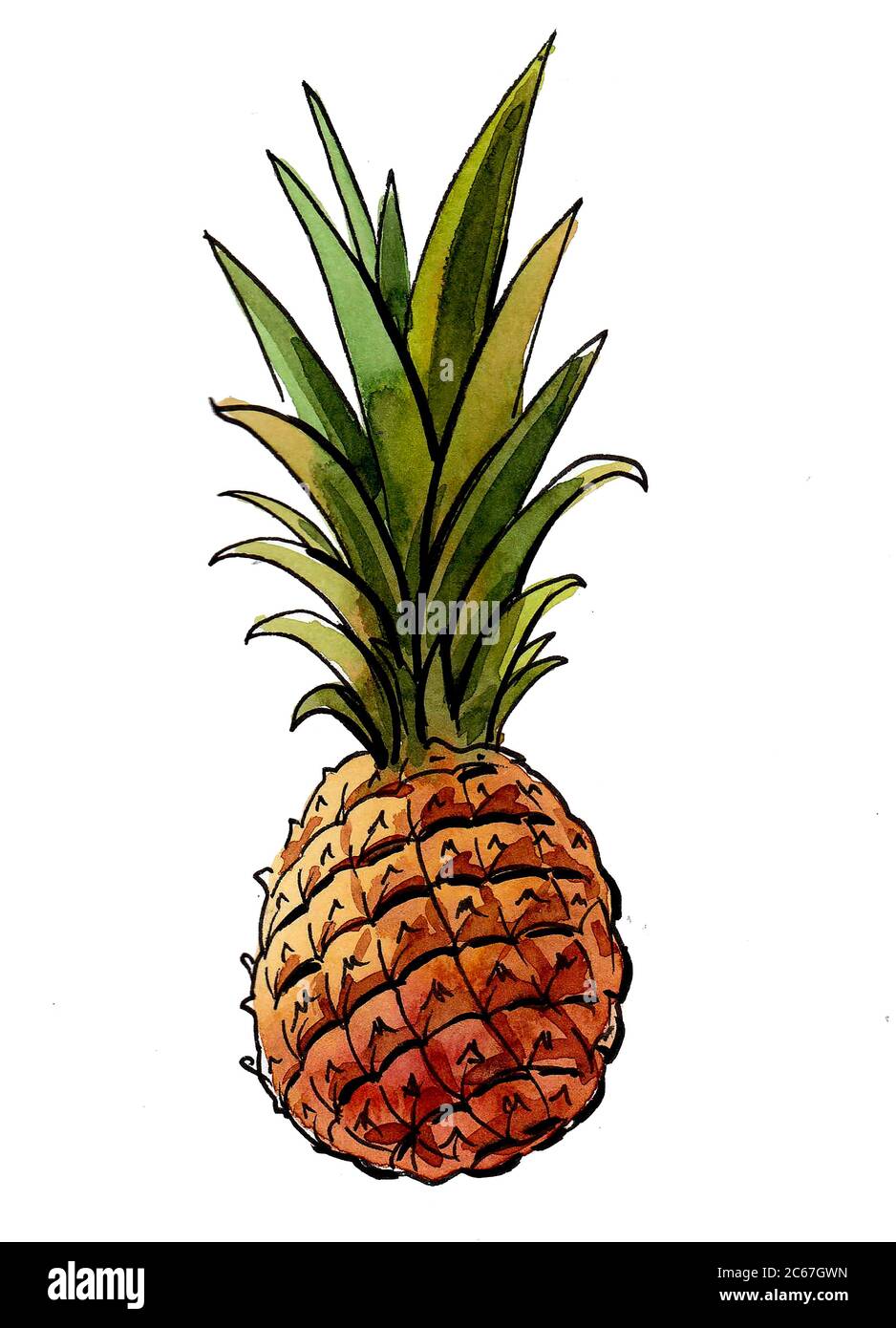 Tropical pineapple fruit. Ink and watercolor drawing Stock Photo - Alamy