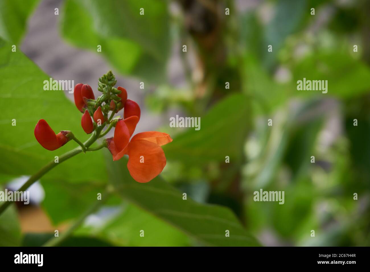 Red kidney bean field hi-res stock photography and images - Alamy