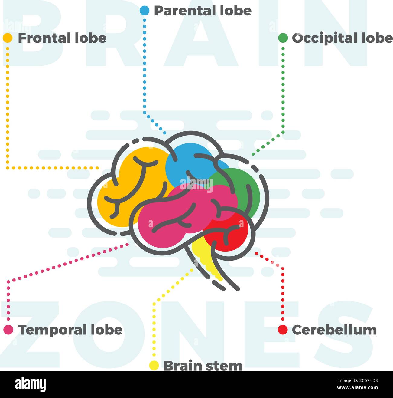 Brain Zones Scheme. Colorful Infographics of Different Lobes in Line ...
