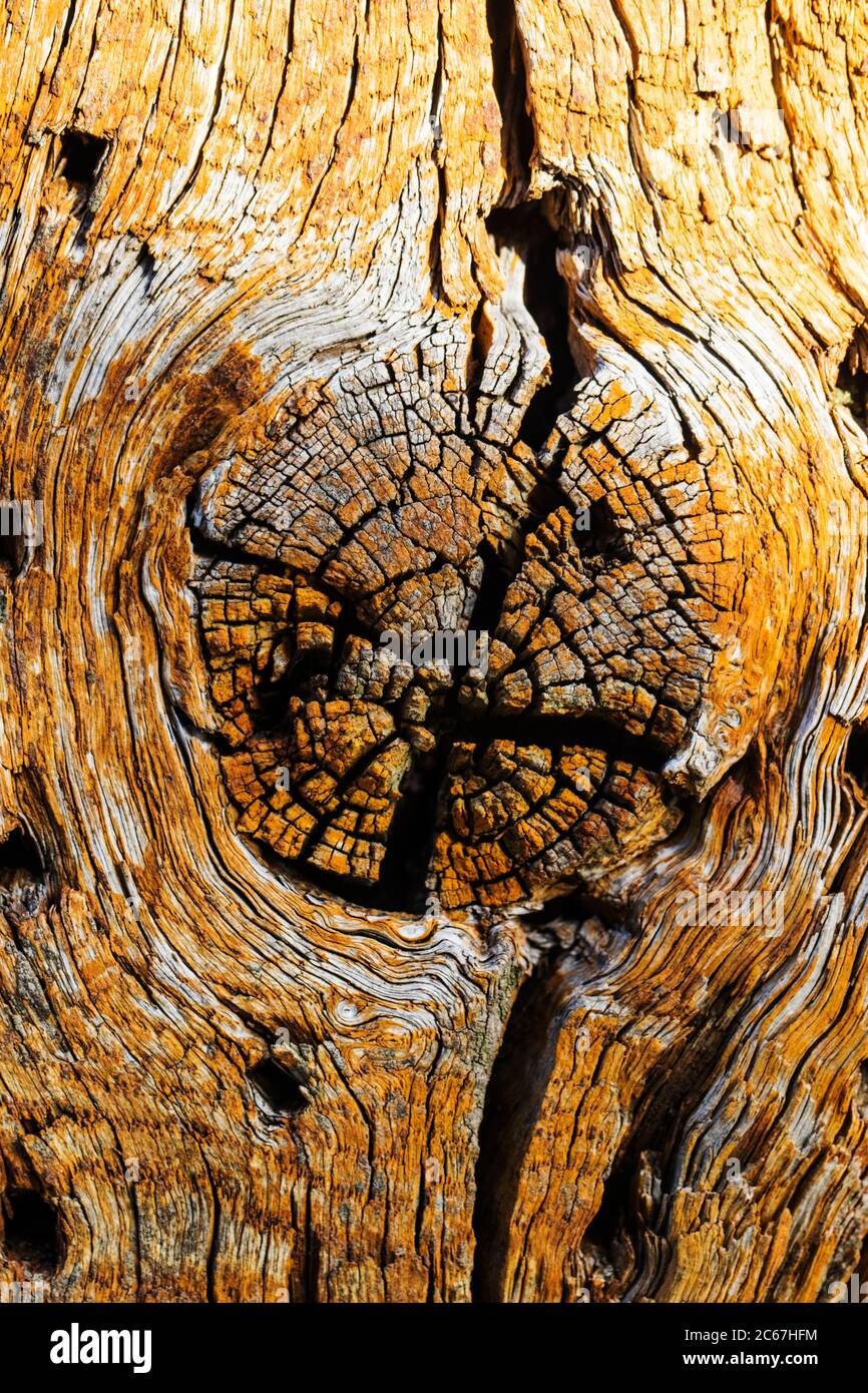 Tree cut rings knot hi-res stock photography and images - Alamy
