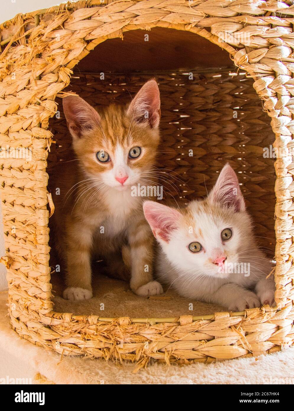 Young cat, kitten Stock Photo - Alamy