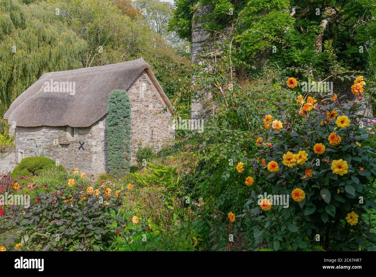 A cottage garden view with the dahlia's in full bloom Stock Photo - Alamy