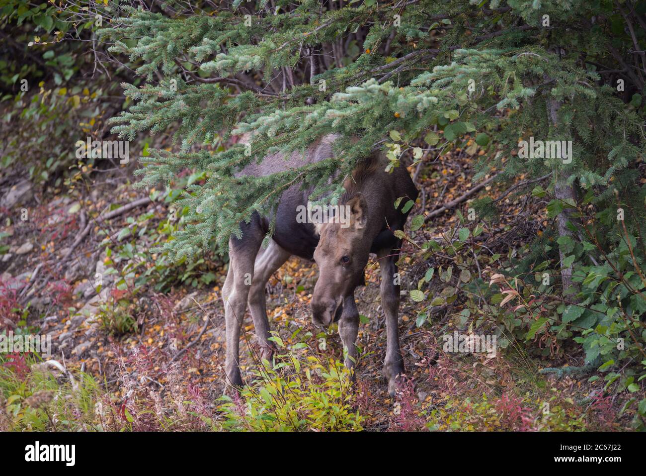 A moose yearling sticks its head out from under a pine tree with fall ...