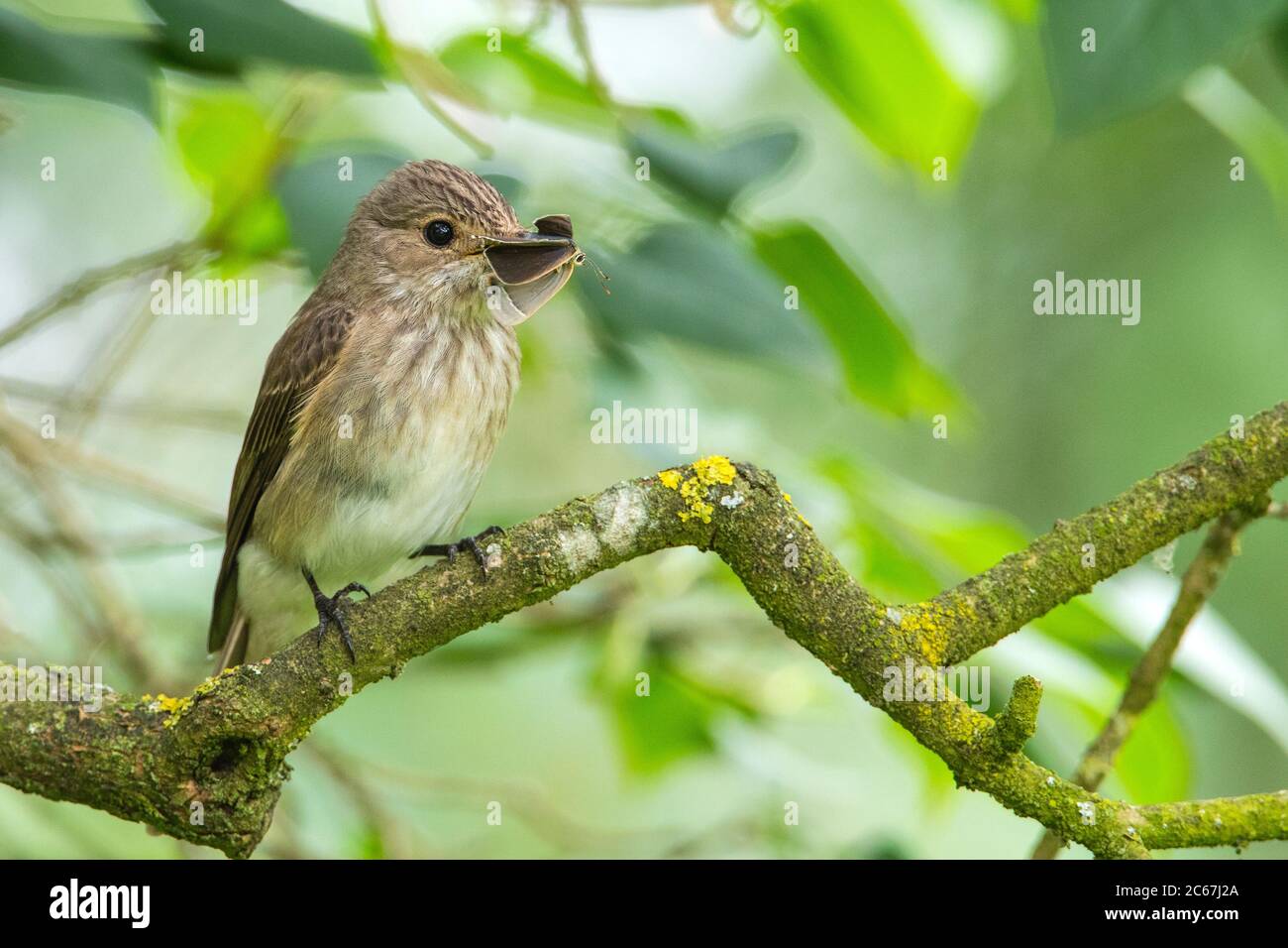 Spotted flycatcher in natural environment hi-res stock photography and ...