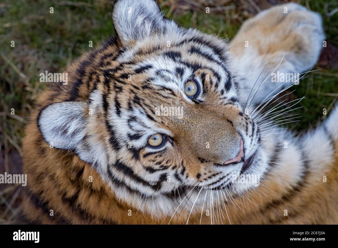 Female Amur (Siberian) tiger looking into camera Stock Photo - Alamy
