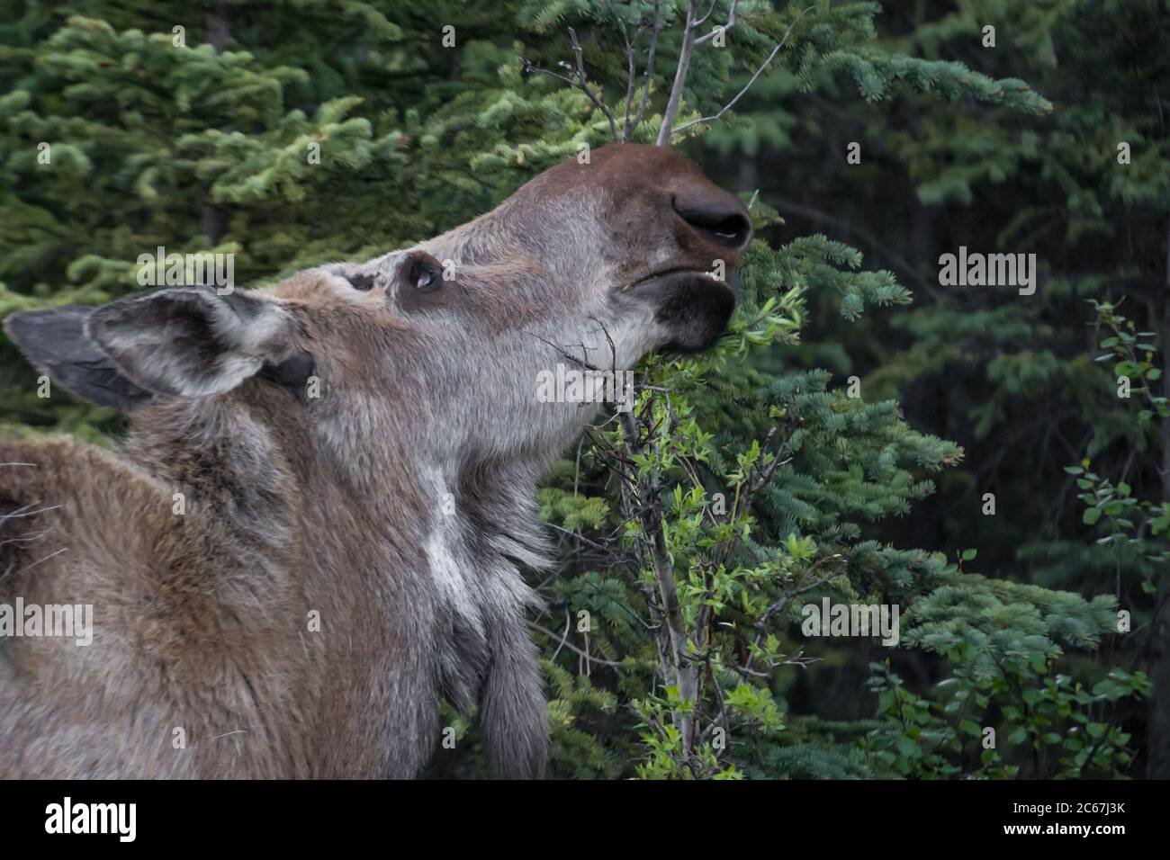 Close up of a cow moose eating leaves from a tree in a rugged spring ...